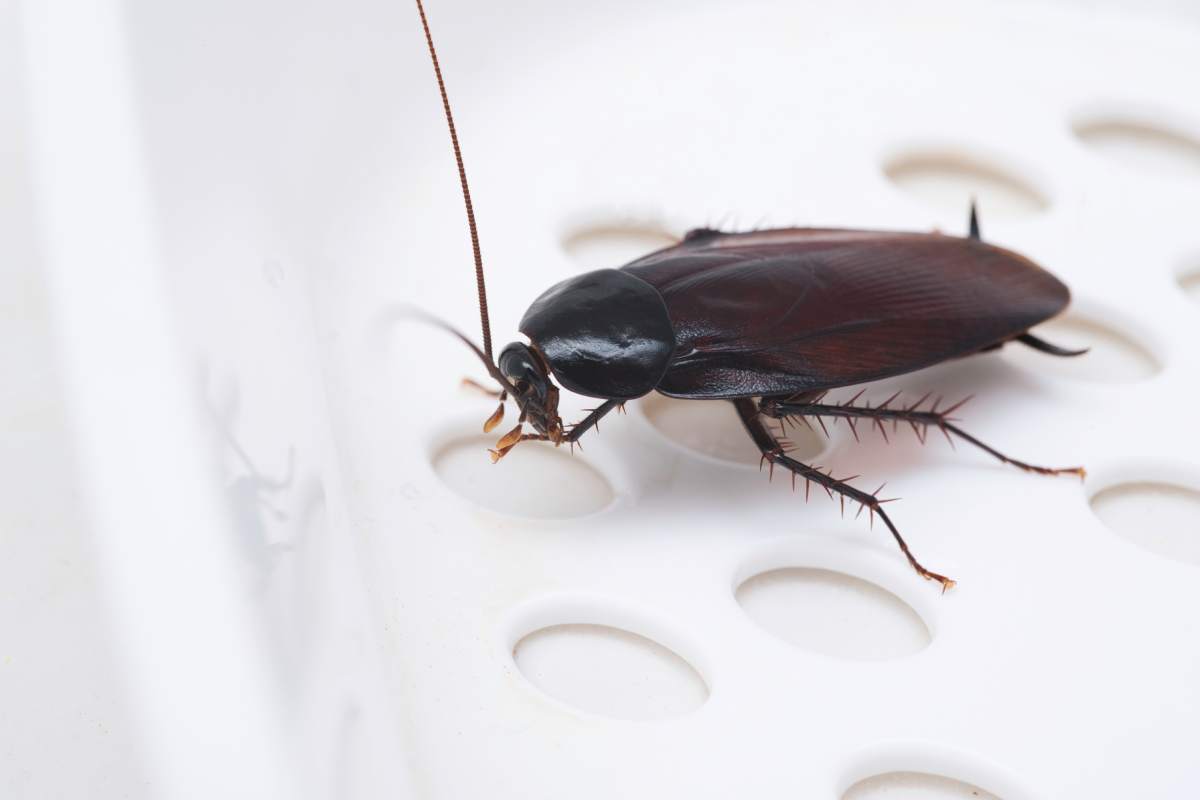 What Are the Dangers of Cockroaches? How Can I Prevent Them?