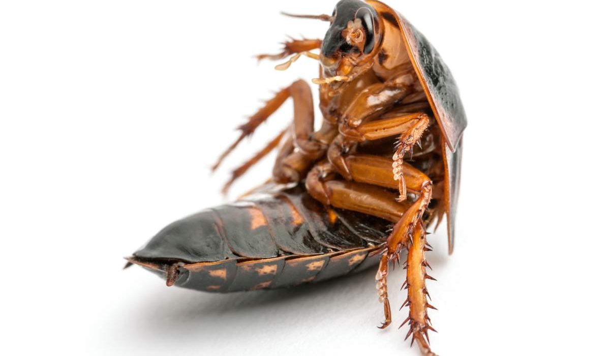 What Are the Dangers of Cockroaches? How Can I Prevent Them?