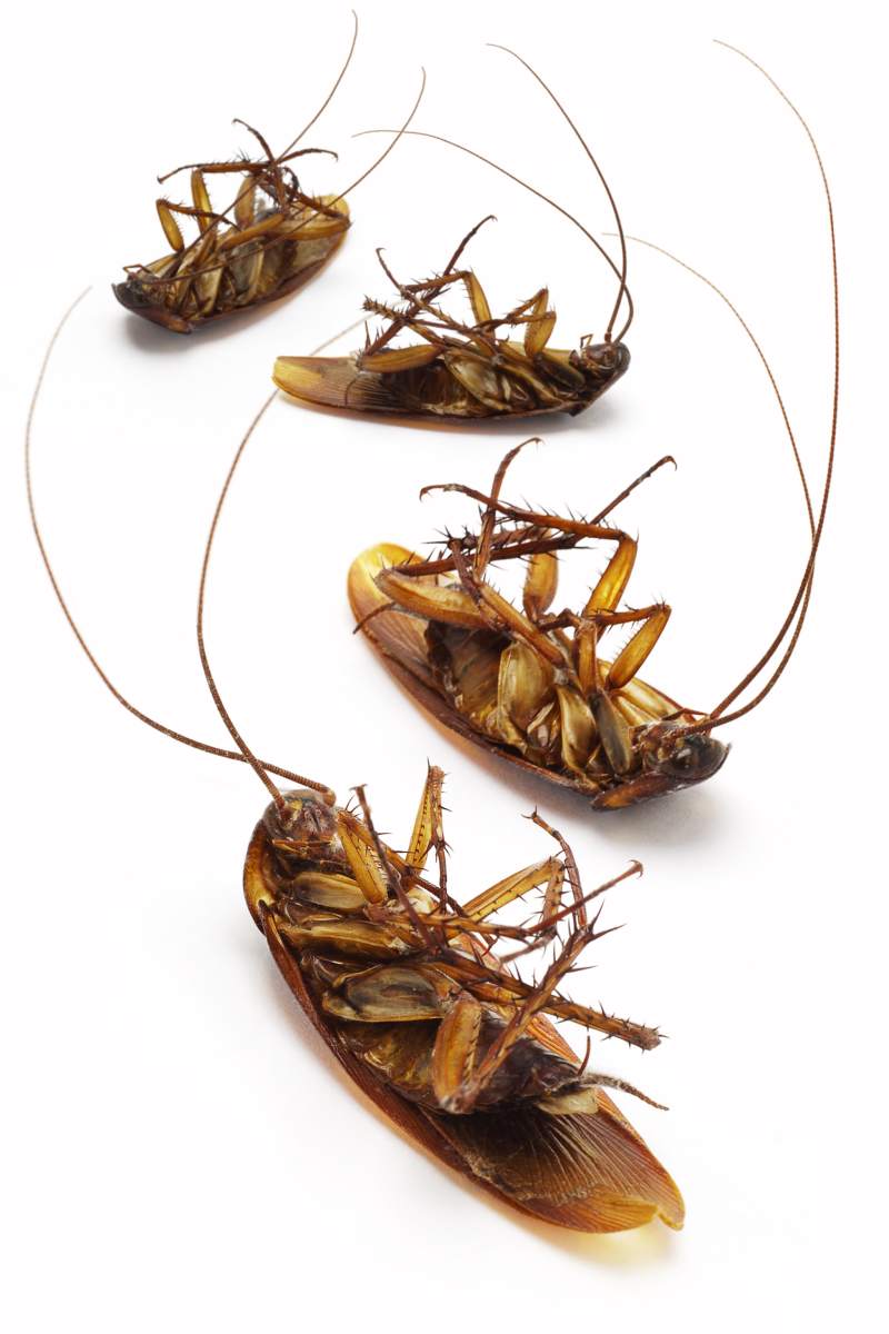 What Are the Dangers of Cockroaches? How Can I Prevent Them?
